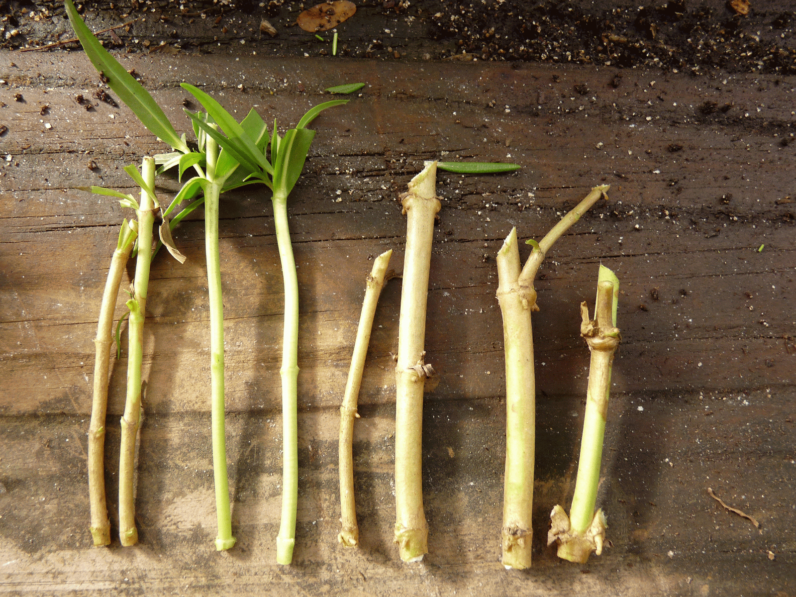 En el jardin: de gajo