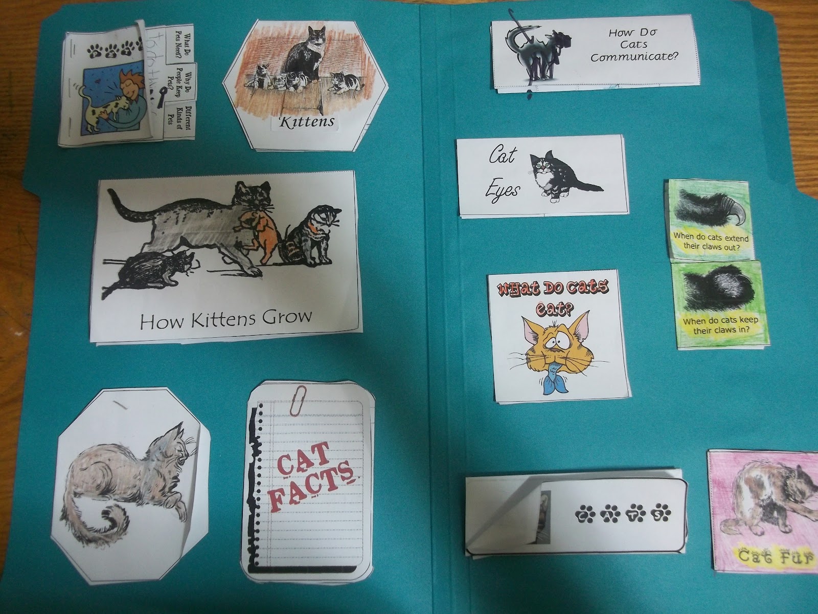 All about cats unit -Grade 1-2 | Piwi Kids