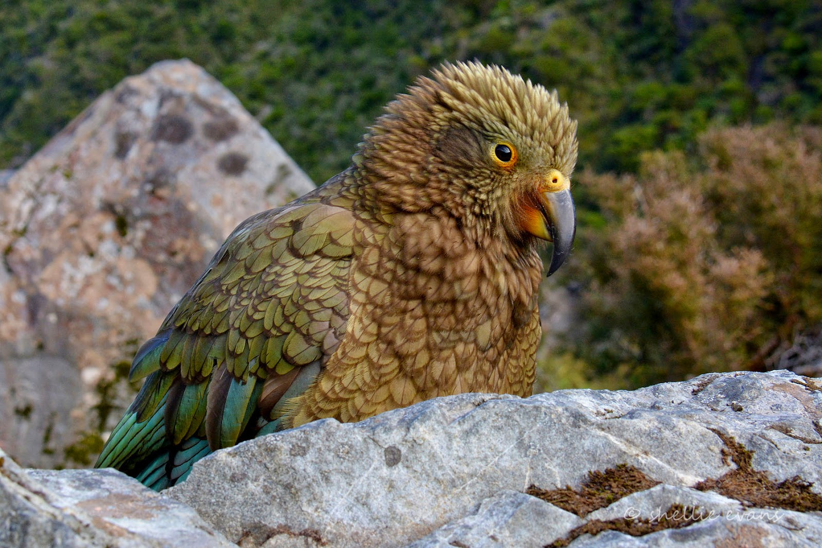 Two Go Tiki Touring: Cheeky, Comical & Curious Kea- The Mountain Parrot