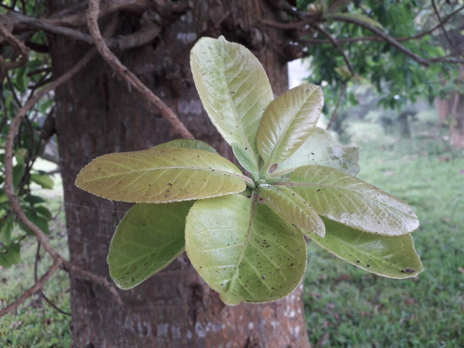 Nagalingam (Cannonball Tree) | INDEX OF HERBAL