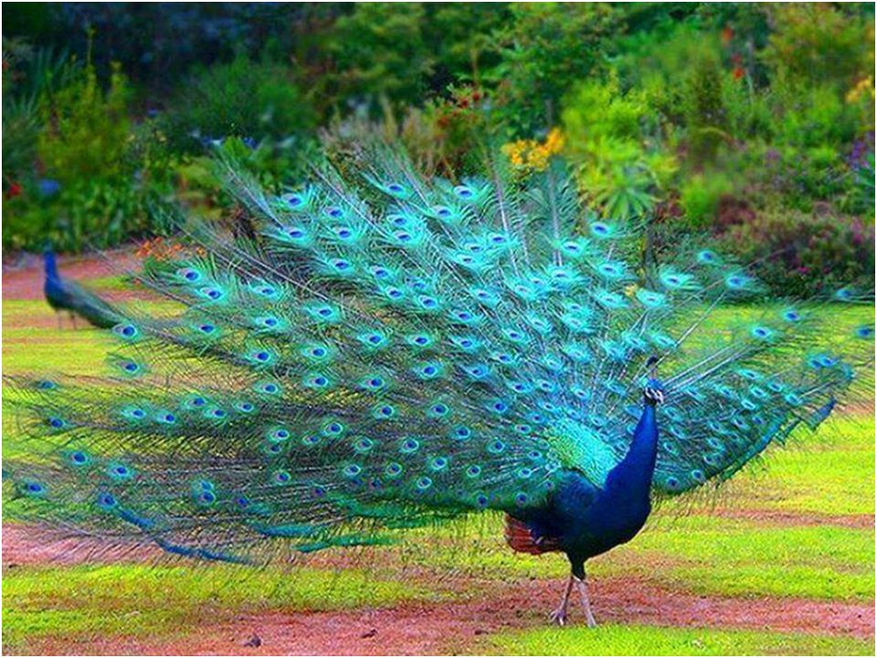 TAUSI+PAKA=ASKARI KUFUKUZWA KAZI,..soma kupitia www.pallangyo.blogspot.com