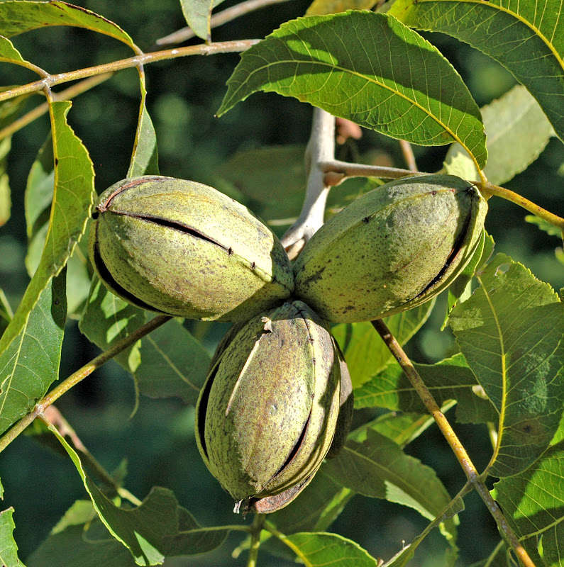 Northern Pecans: More early ripening pecan cultivars