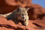 Animals of Montana: Photographing Wildlife in Moab, Utah