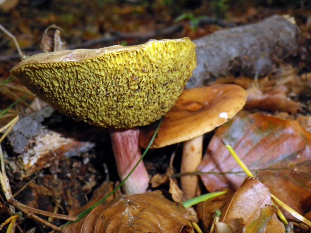 Pilze Sammeln und Pilze Bestimmen - Blog: Pilz Bilder von verschiedenen ...