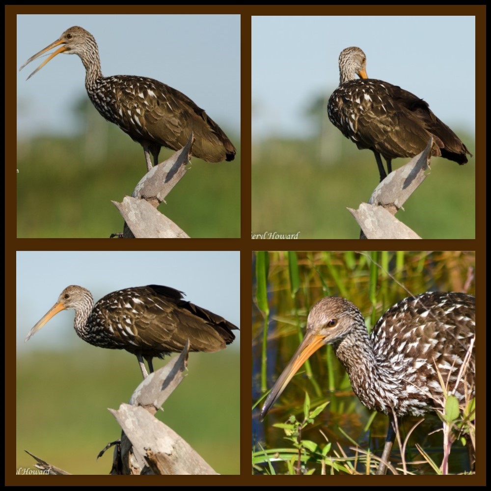 Limpkin