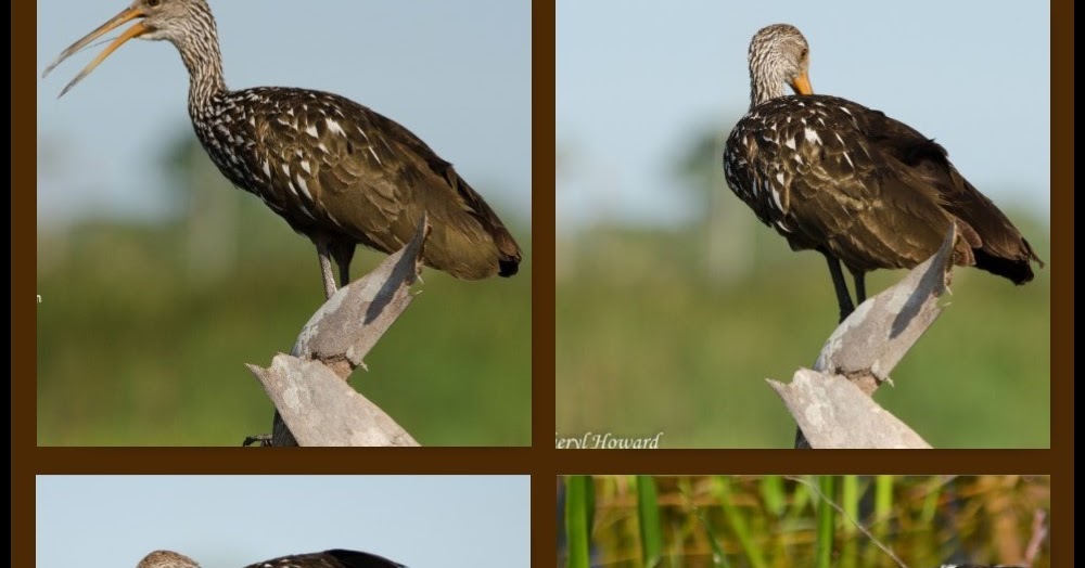 Limpkin