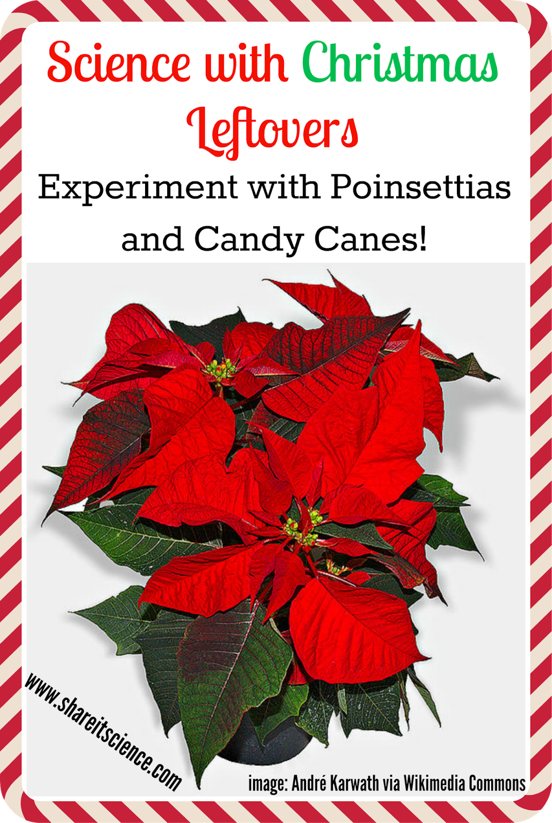 Share it! Science : Science with Christmas Leftovers: Poinsettias and ...