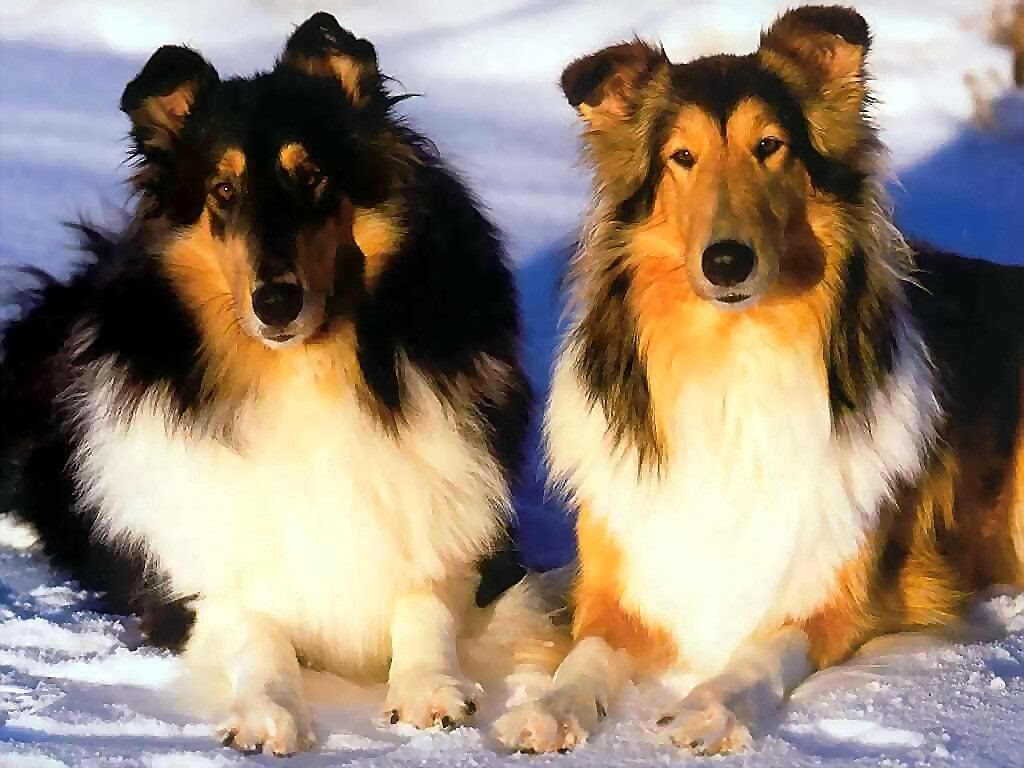 Patas pra que te quero: Especial Guia de Raças - Collie