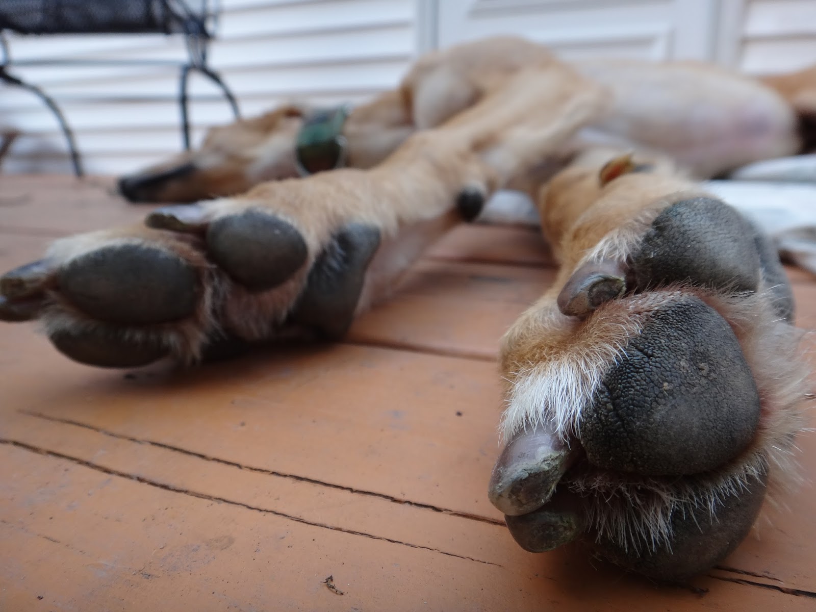 Northern Lights Greyhound Adoption Dog Blog: NLGA Photo Roundup ...