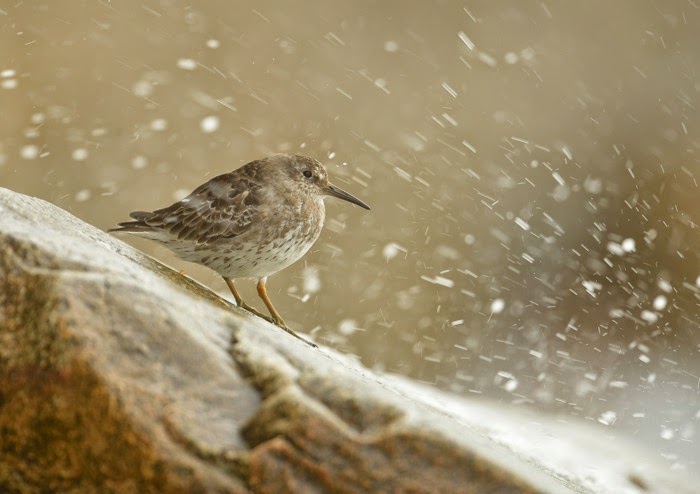 Steve Rogers birding: Summer plumage Purple Sandpipers at Battery Rocks ...