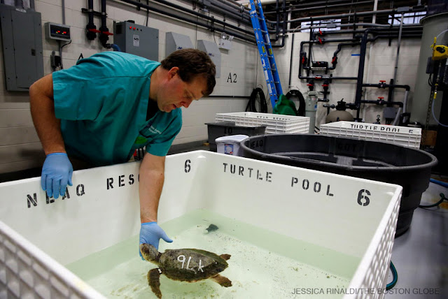 Marine Animal Rescue Team Blog