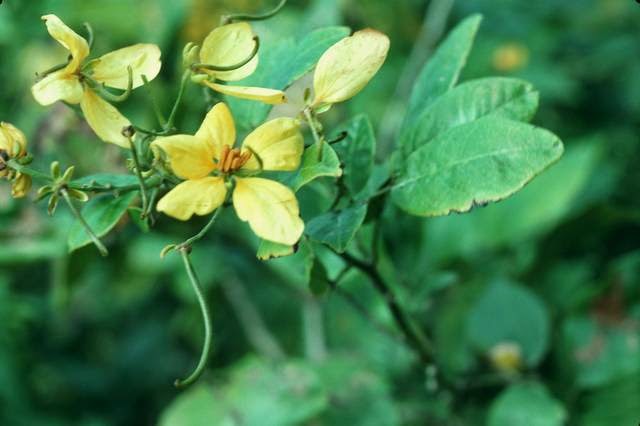 Flora de Puerto Rico Ilustrada Papo Vives: Caesalpinoideae SENNA NITIDA