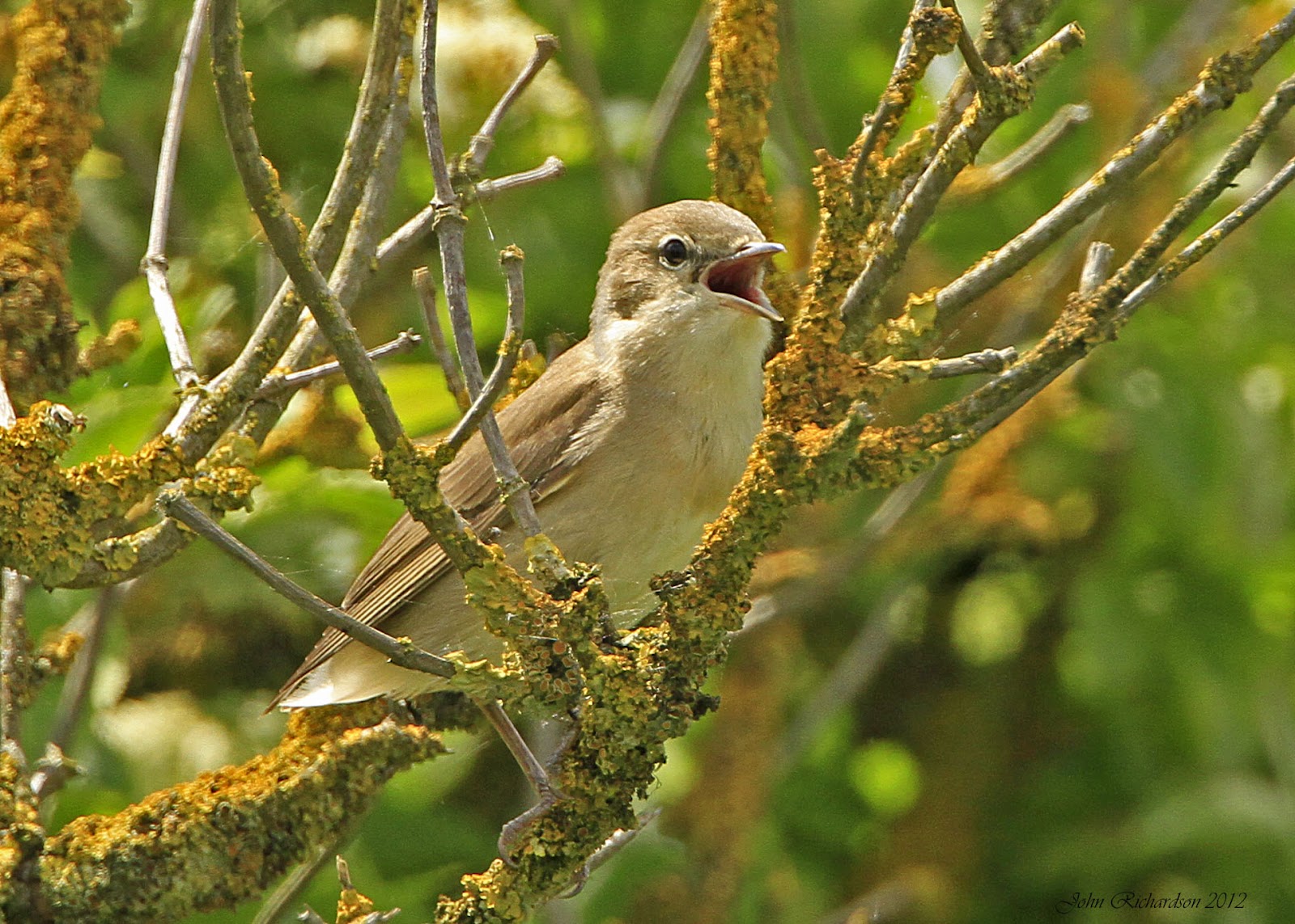 Old Man of Minsmere aka John Richardson: Lakenheath Fen RSPB and ...