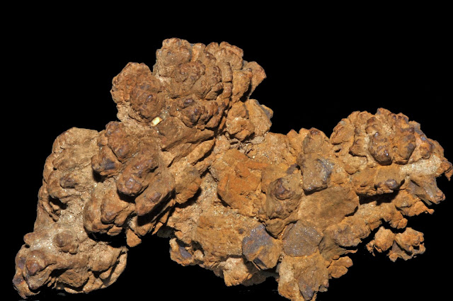 Learning Geology: Types of fossils