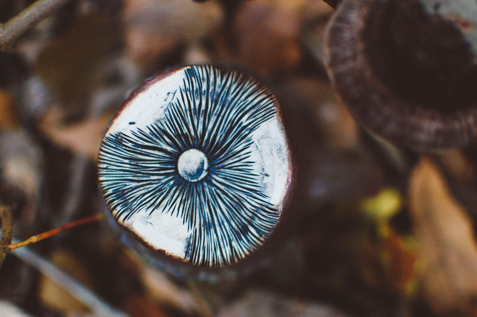 The Redolent Mermaid: Lori Phillips Ceramics: Mushroom Coffee Mug
