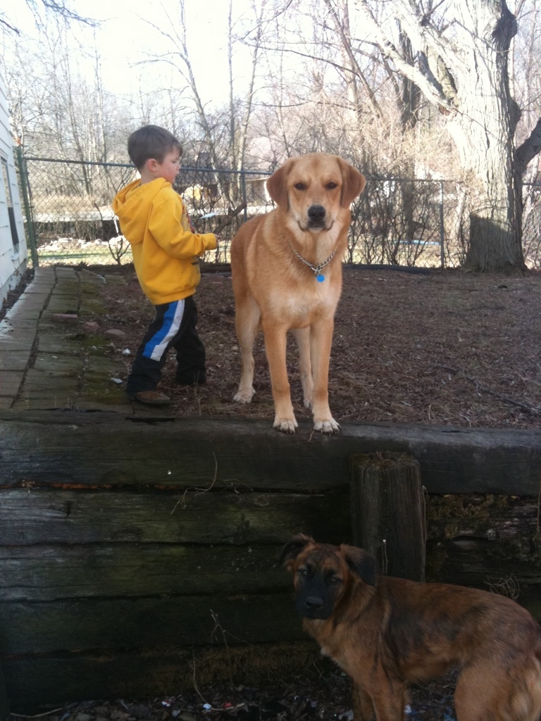 ONE DOG AT A TIME RESCUE