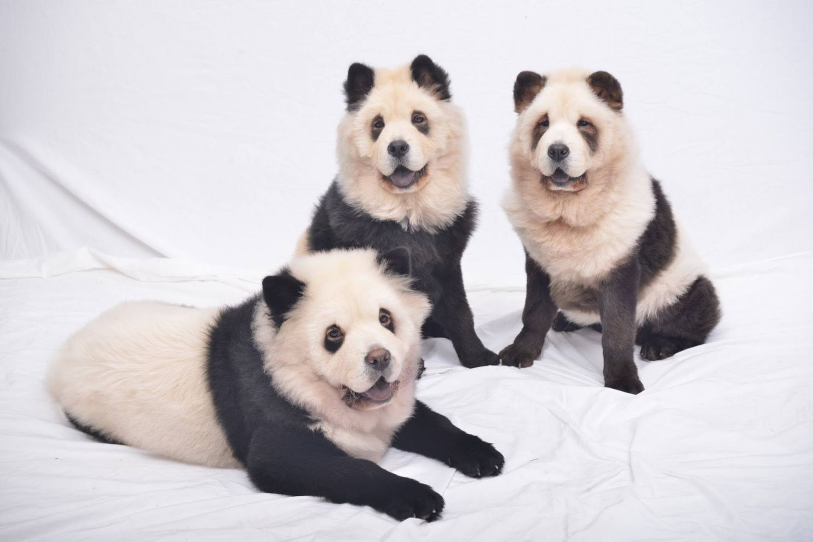 Panda dogs .. you may see them for the first time