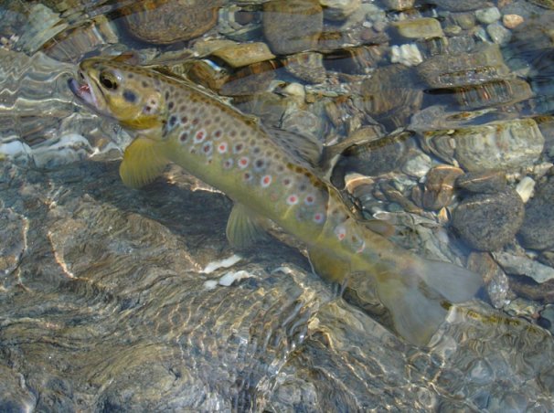 PescaePesca: La trota