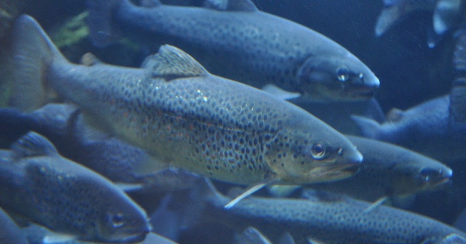 ZOOTOGRAFIANDO (6.100 ANIMALS): TRUCHA COMÚN / BROWN TROUT (Salmo trutta)