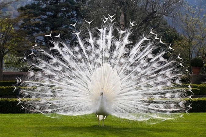 GIÁ TRỊ KINH TẾ CỦA CHIM CÔNG