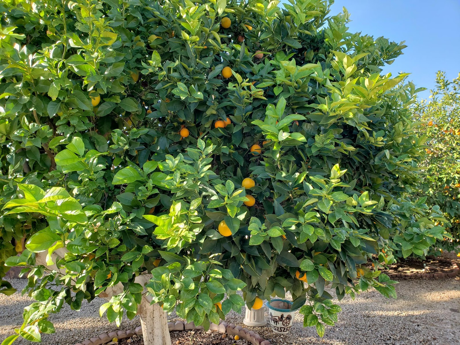 OurSuiteTime: Fruit Picking Time