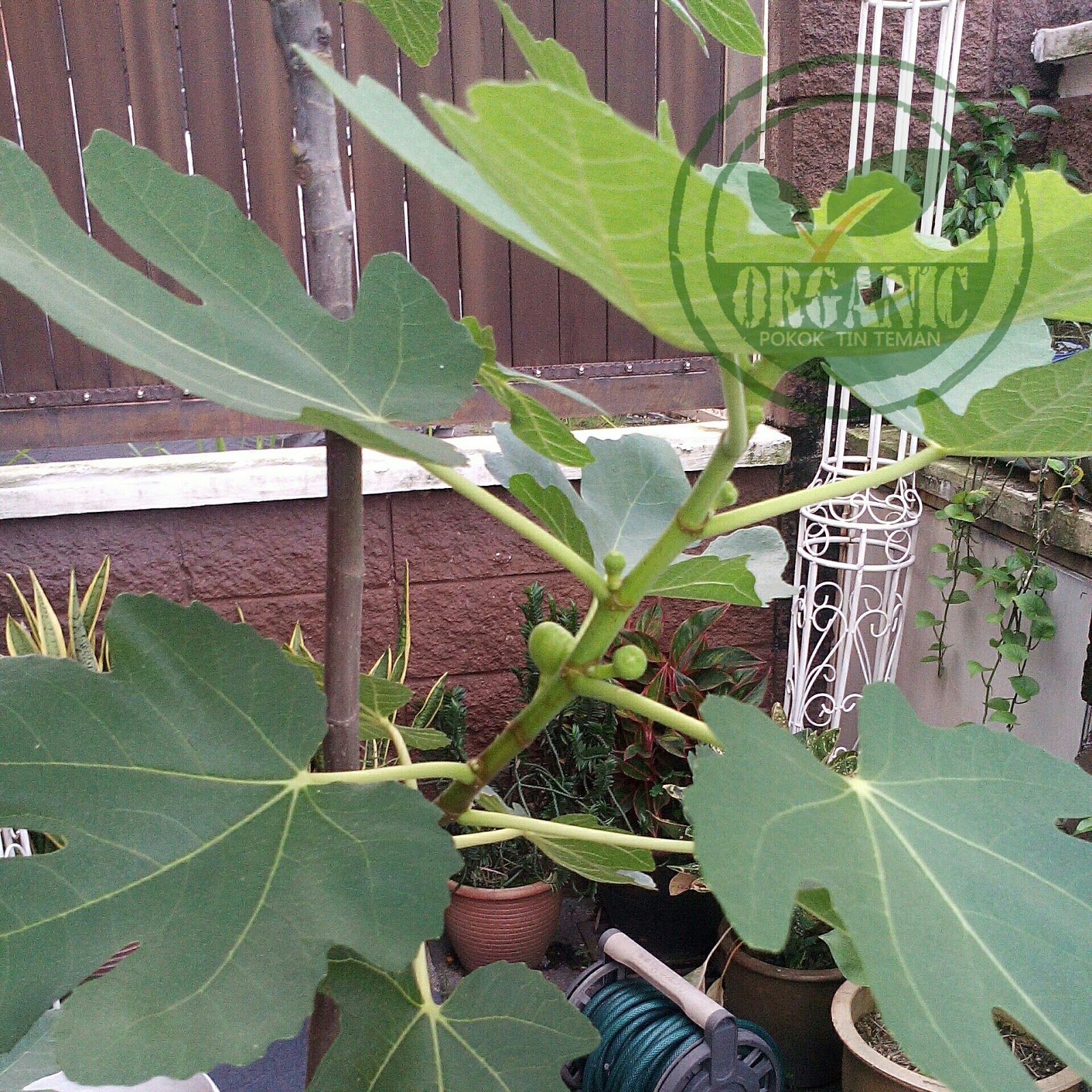 Pokok Tin Teman: Pokok Induk Tin Sudah Mula Berbuah