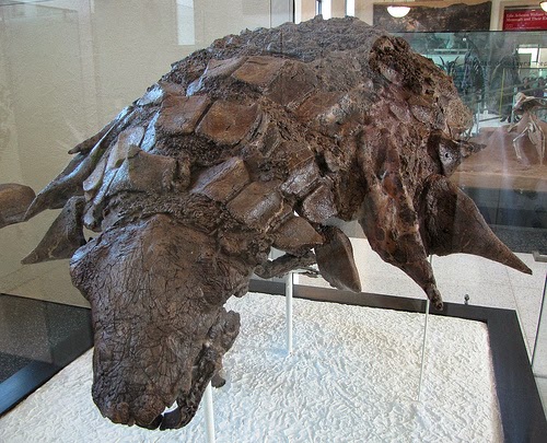 Mundo Pré-Histórico: Edmontonia, um grande nodossaurídeo