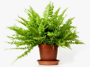 GIARDINAGGIO LAURA PONTE IN VALTELLINA: FELCE DI BOSTON - NEPHROLEPIS ...