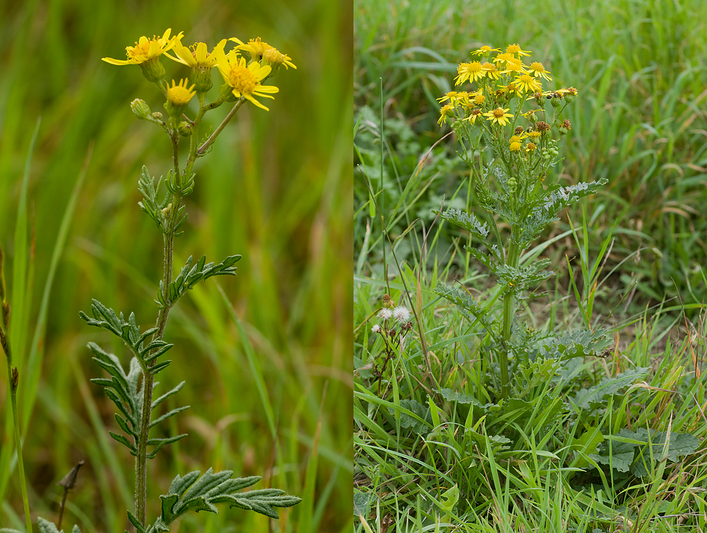 Wildlife Conservation from the Heart of the Levels in Somerset UK ...