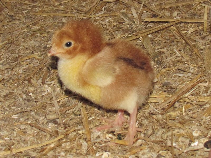 Hobbydyrenes blog: Kyllinger