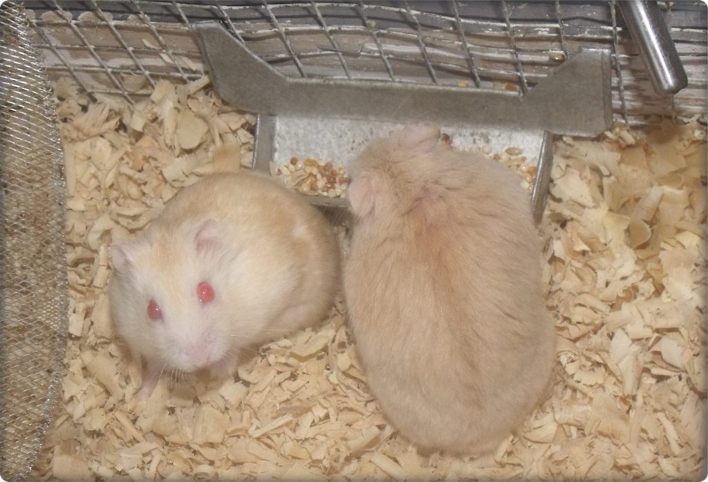 Paul Hamster, Hedgehog and Persian Cat Blogspot