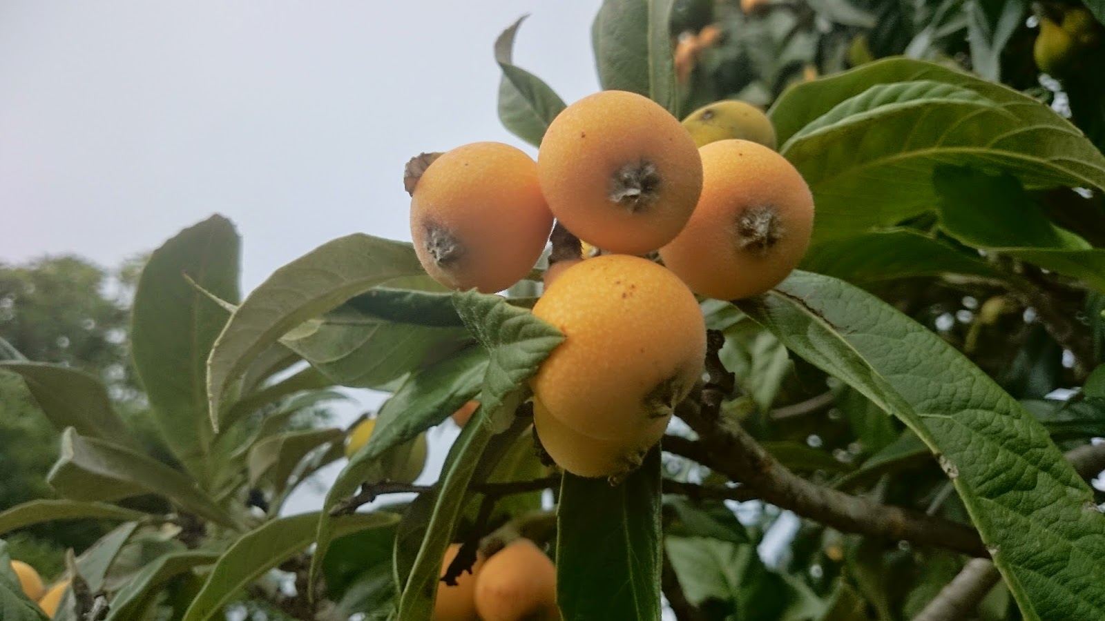 People, Plants, Landscapes: Loquats or Nespoli - unsung fruit tree