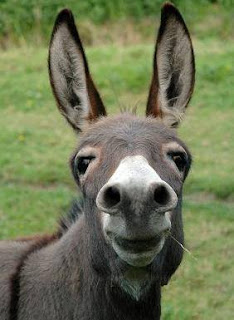 FATOS & FOTOS : O JUMENTO E OS CACHORROS