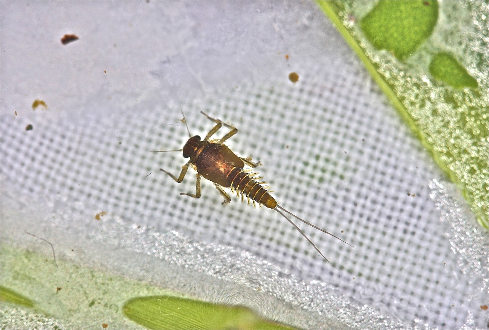 Aquatic Insects of Central Virginia: EPT Species List for Central ...