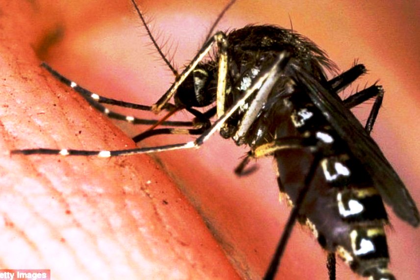 How sleeping next to chicken can save you bites of blood-sucking mosquitoes