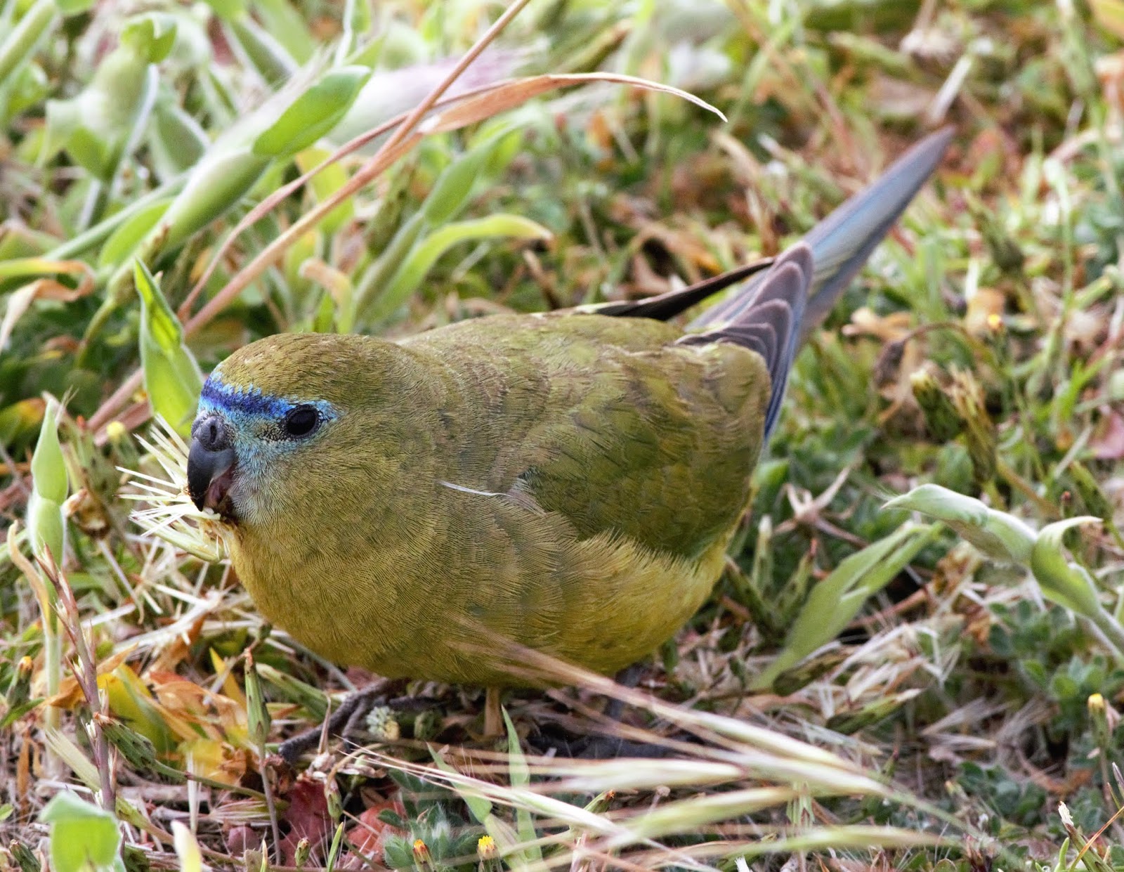 sunshinecoastbirds: WESTERN AUSTRALIA PART 3 – Cheynes Beach to Perth ...