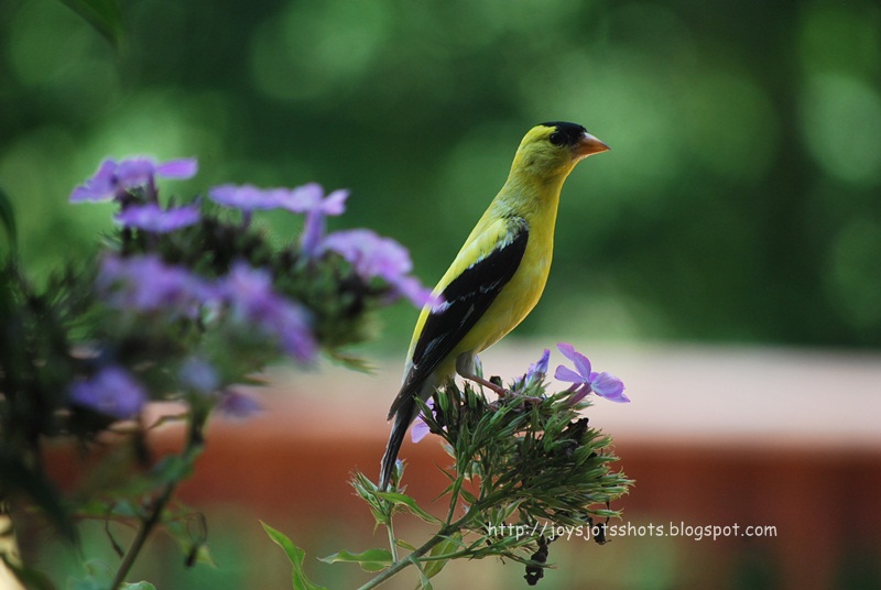 Joy's Jots, Shots & Whatnots: Bumble Bee Bird?