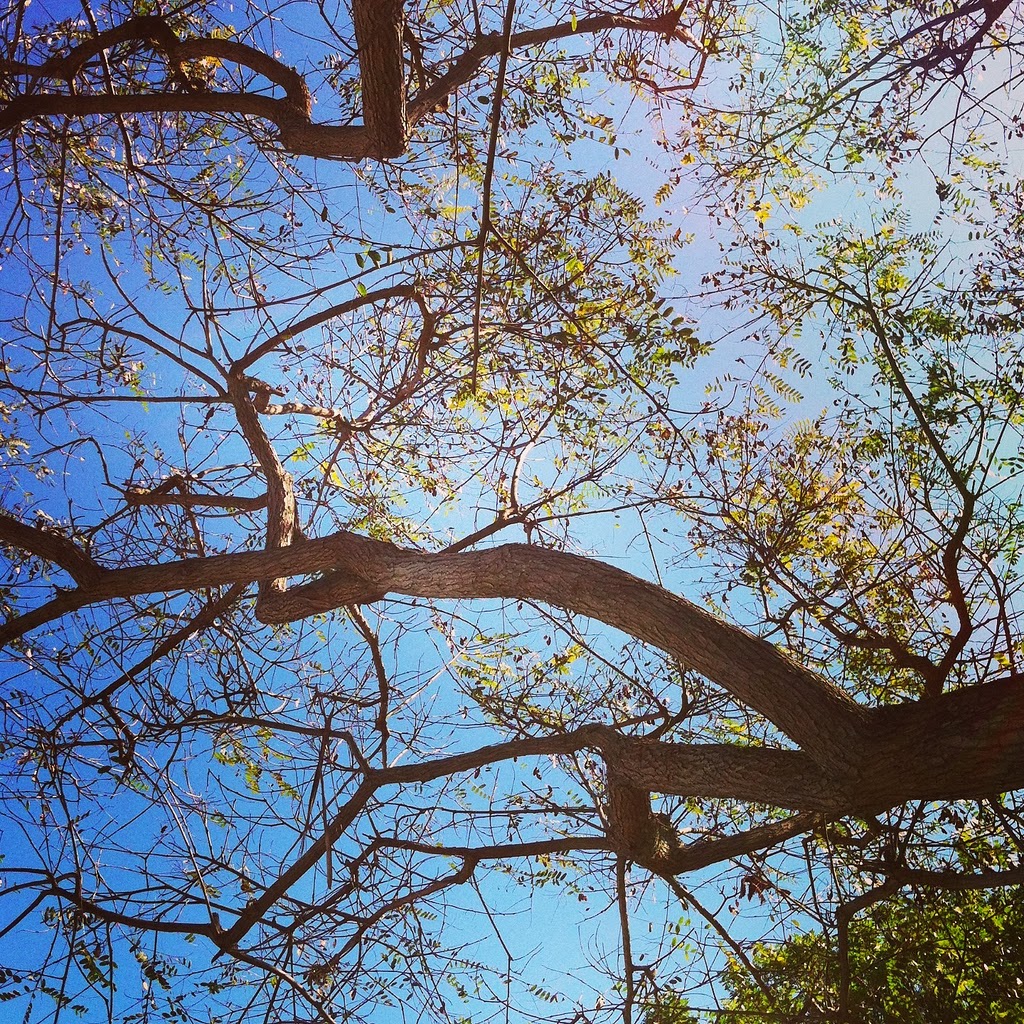 Life with Dylan: When a camera lens meets a tree, the result is magical
