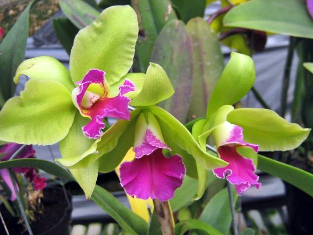 Cara Mudah Merawat Anggrek - BUDIDAYAKU