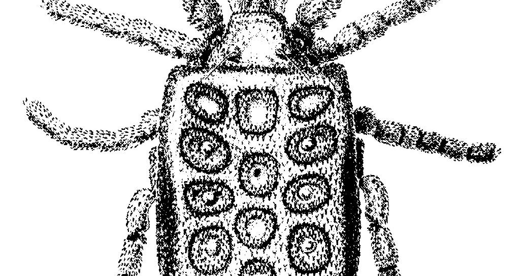 Variety of Life: Trombellidae