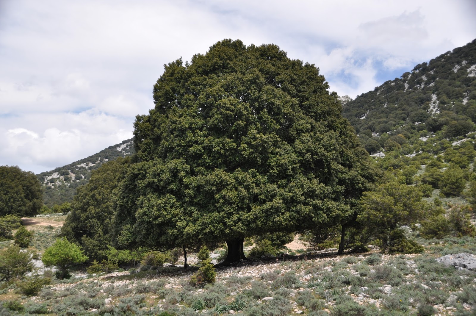 Cagliari in Verde: I Lecci monumentali del Supramonte