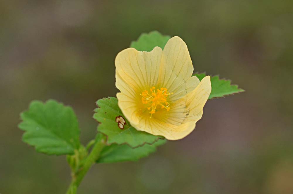 Space Coast Wildflowers: Dale Wimbrow Park, October 17, 2012