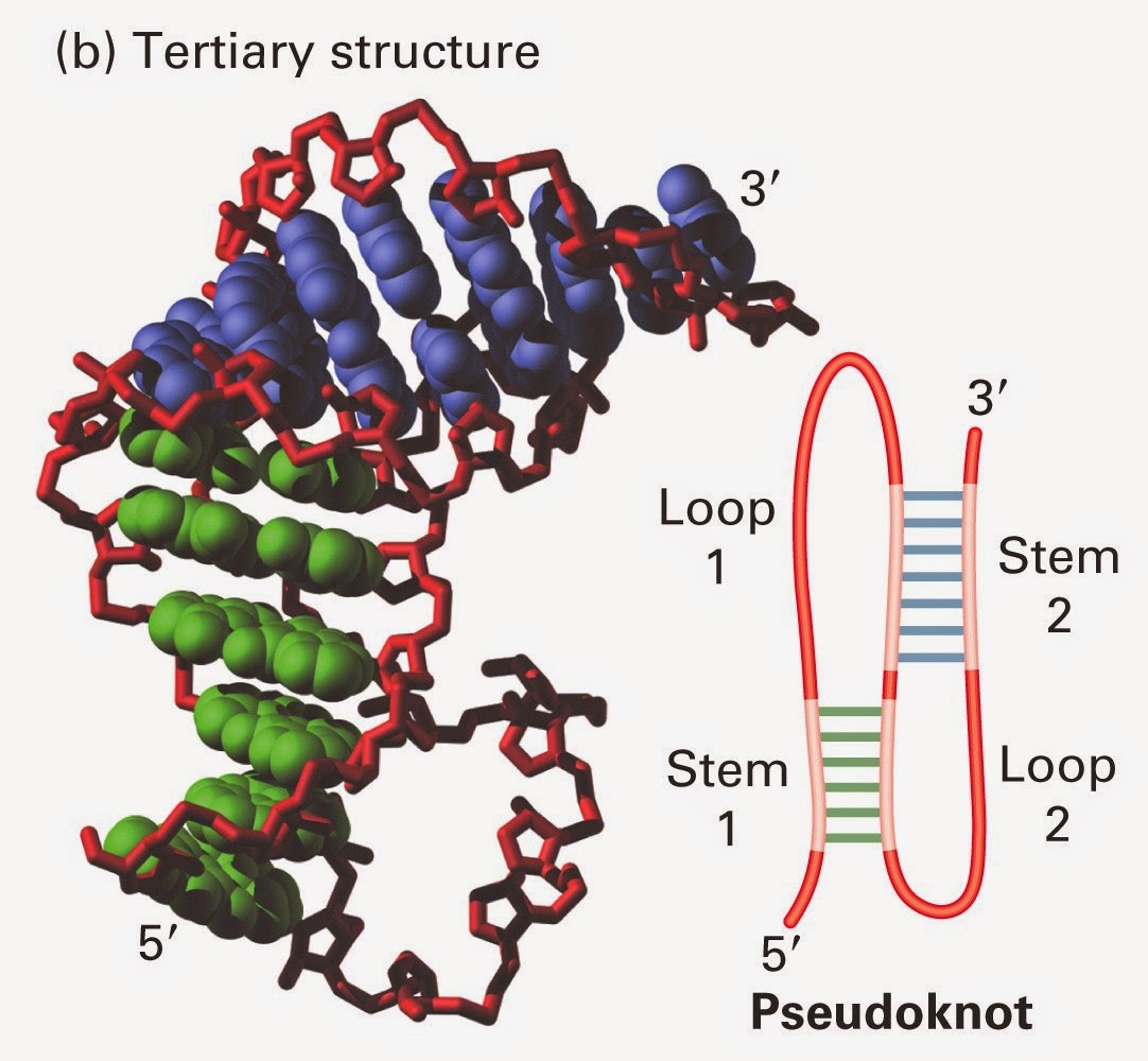 Propanona: Estructura del ARN.