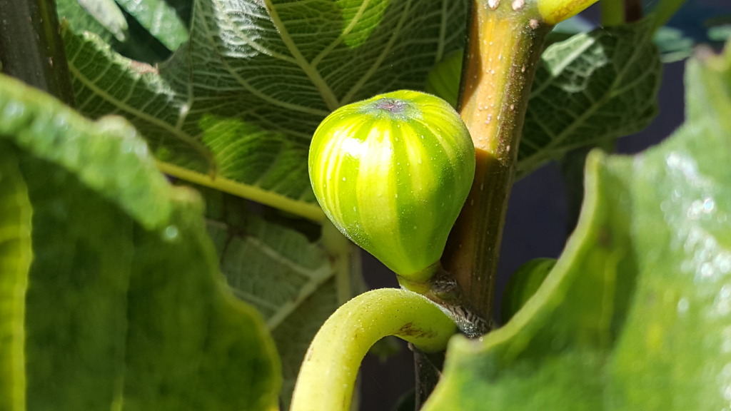 Seattle Garden & Fruit Adventures: The allure of Striped figs
