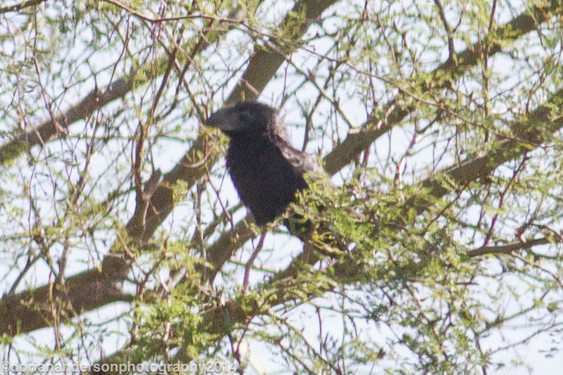 Biking for Birds: Nov 27 (Day 331) - 600-species mark shattered, MEGA ...