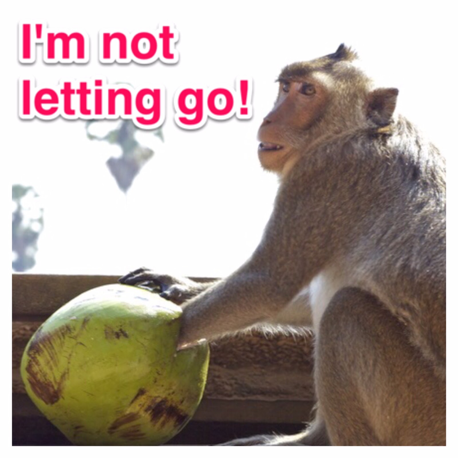 At Home in the Self: How to catch a monkey
