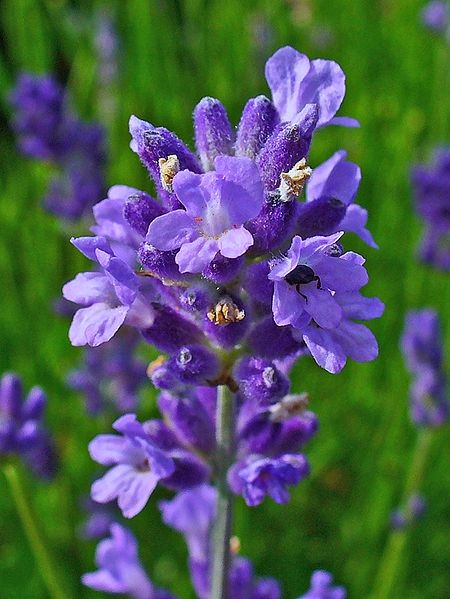 Growing Hermione's Garden: Lavandula angustifolia - English Lavender