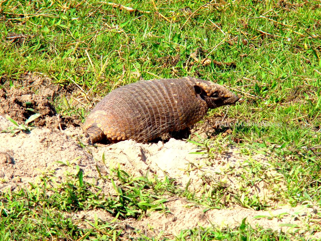 Fauna Brasileira: Tatu-peba
