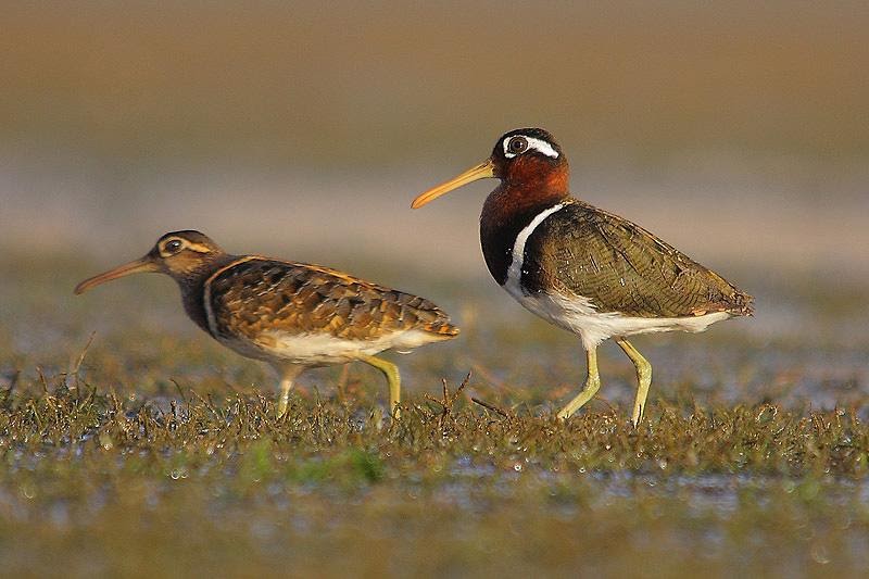 Variety of Life: Charadriiformes
