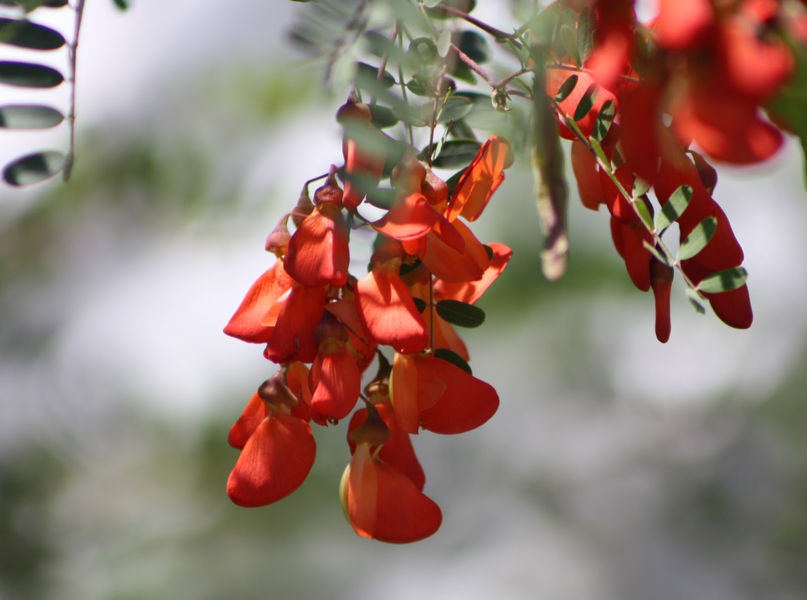 Vivero Growers Garden: Blooms of the Month